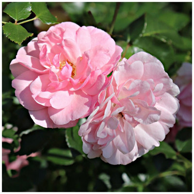 'Happy Retirement' Fragrant Floribunda Rose Bush, Delicate Pink Double ...