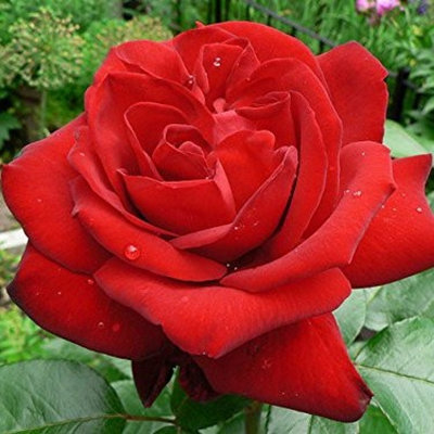 'Ingrid Bergman' Hybrid Tea Rose Bush, Beautiful Red Double Flowers
