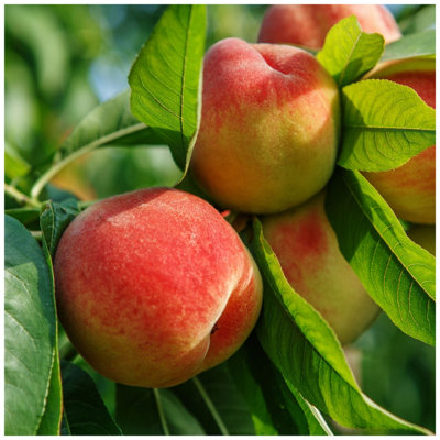 'Peregrine' Peach Tree 4-5ft Self-fertile, Excellent Rich Flavour ...