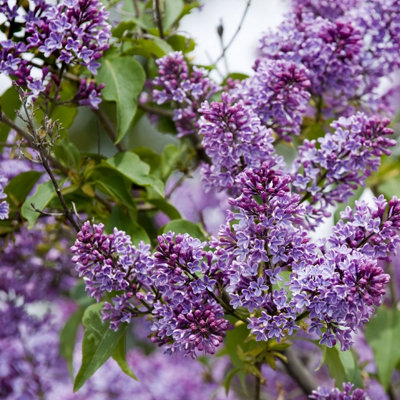 'Sensation' Syringa Vulgaris - Branched Lilac Tree 1ft Tall Shrub in a ...