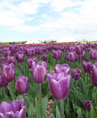 Tulipa Blue Lagoon - Extraordinary Blur Flower - 15 Bulbs | DIY at B&Q