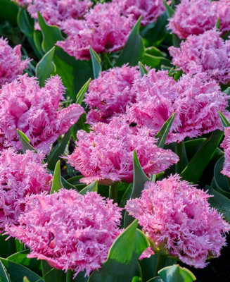 Tulipa Newcastle - Double Fringed Tulip Bag Of 15 Bulbs