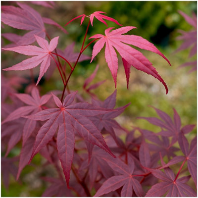 (x2) Acer 'Atropurpureum' Purple Japanese Maple Tree Deciduous Garden ...