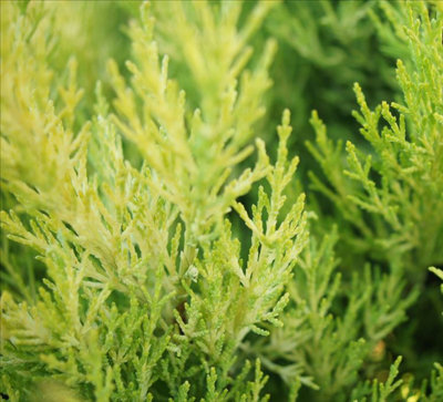 (x2) Dwarf Conifer Cupressus Macrocarpe 'Wilma' Goldcrest Lemon Cypress ...