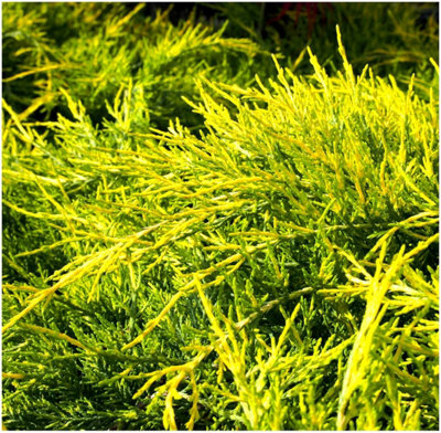 (x2) Dwarf Conifer Juniperus x Media 'Gold Coast' Evergreen Garden ...