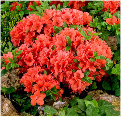 (x2) Dwarf Japanese Azalea Japonica 'Geisha Orange' Evergreen Garden ...