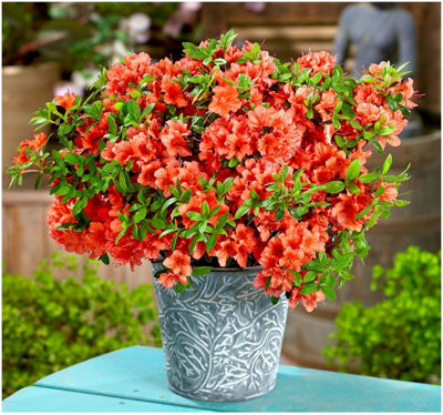(x2) Dwarf Japanese Azalea Japonica 'Geisha Orange' Evergreen Garden ...