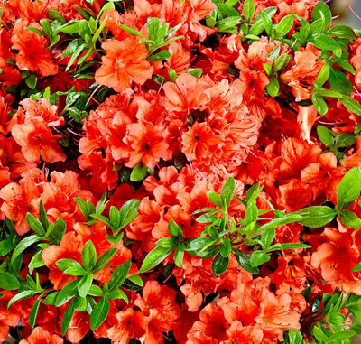 (x2) Dwarf Japanese Azalea Japonica 'Geisha Orange' Evergreen Garden ...
