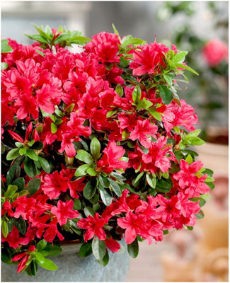 (x2) Dwarf Japanese Azalea Japonica 'Geisha Red' Evergreen Garden ...