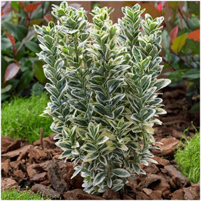 (x2) Euonymus japonicus 'White Spire' Japanese Spindle Evergreen Garden ...