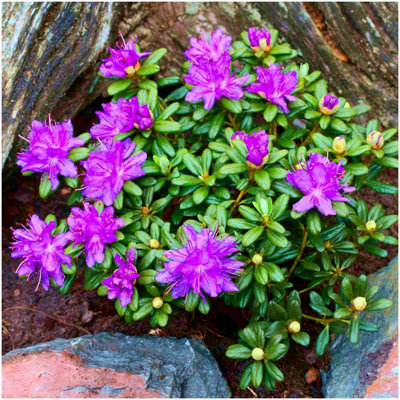 (x3) Dwarf Rhododendron Japonica 'Drake's Mountain' Evergreen Garden ...