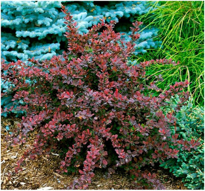 (x3) Japanese Barberry Berberis Thunbergii Harlequin Deciduous Garden ...