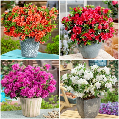 (x4) Dwarf Japanese Azalea Collection Deciduous Garden Shrubs (9cm Pots)