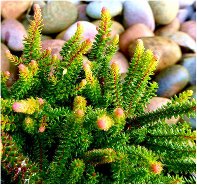 (x4) Heather Erica x Stuartii 'Irish Orange' Evergreen Garden Shrubs ...