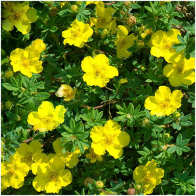 (x4) Potentilla Collection Deciduous Garden Shrubs (9cm Pots)