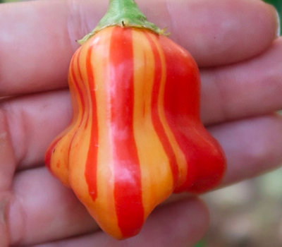 Zébrange Chilli Seeds - 10 Fresh Seeds