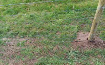 1.05m tall Wire Mesh Galvanised Rabbit Wire Fencing 31mm - 50m Roll