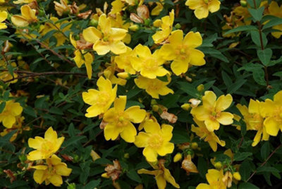 1-2ft Hypericum 'Hidcote' St John's Wort Field Grown Bare Root Hedging ...