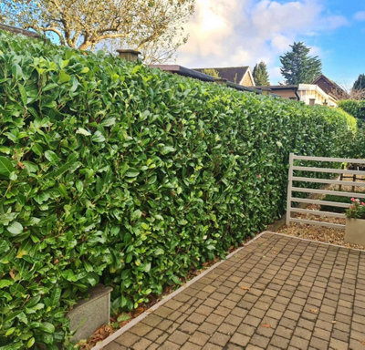 1-2ft Laurel (Prunus Laurocerasus) Large Multi-stemmed Bushy Bare Root ...