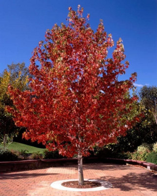 1-2ft Liquidamber (Styraciflua) Field Grown Bare Root Hedging Plants ...