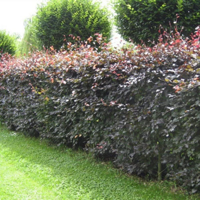 1-2ft Purple Beech (Fagus Sylvatica Atropunicea) Semi-Evergreen Bare ...