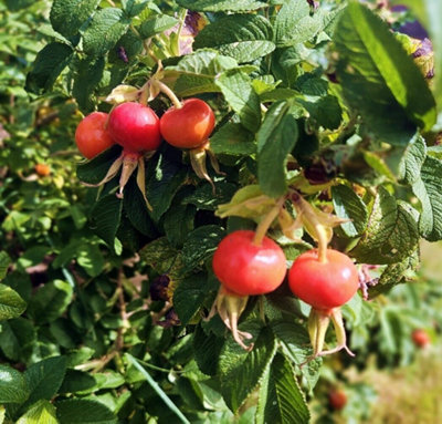 1-2ft Red Hedging Rose (Rosa Rugosa 'Rubra') Bare Root Hedging Plants ...