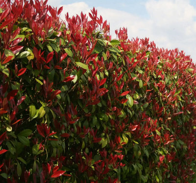 1-2ft Red Robin (Photinia) Bare Root Hedge Plants Tree Sapling - Pack of 10