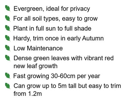 1-2ft Red Robin (Photinia) Bare Root Hedge Plants Tree Sapling - Pack of 10