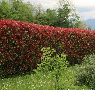 1-2ft Red Robin (Photinia) Bare Root Hedge Plants Tree Sapling - Pack of 10