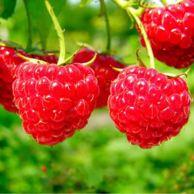 1 'Autumn Bliss' Red Raspberry Cane / Rubus Idaeus 'Autumn Bliss', Big ...
