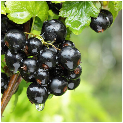 1 Ben Sarek Blackcurrant Plant / Ribes Nigrum 'Ben Sarek' 2-3ft Tall ...