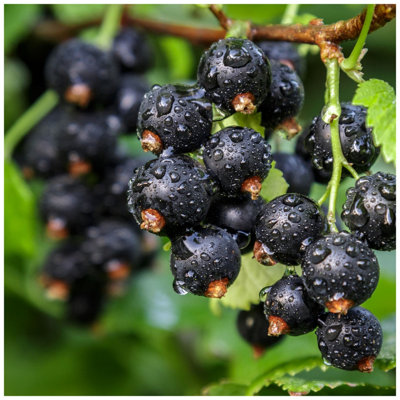 1 Blackcurrant Bush 'Ben Nevis' Multistemmed Plant, Make Great ...