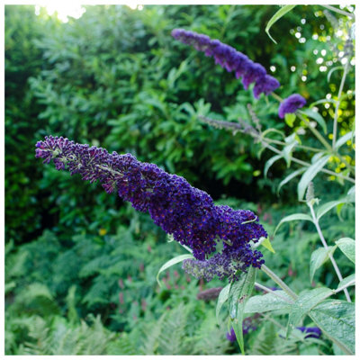 1 Buddleia davidii 'Black Knight' in 2L pot Buddleja Butterfly Bush ...