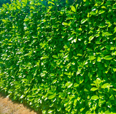 1 Cherry Laurel Fast Growing Evergreen Hedging Plant 30-50cm Tall Potted