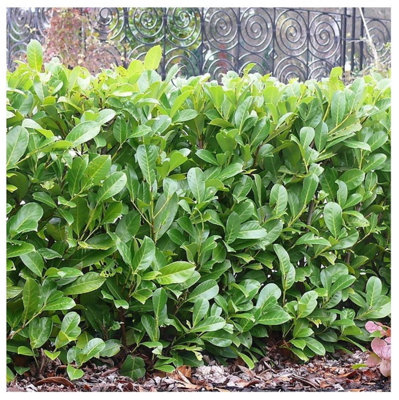 1 Cherry Laurel Fast Growing Evergreen Hedging Plant 30-50cm Tall Potted
