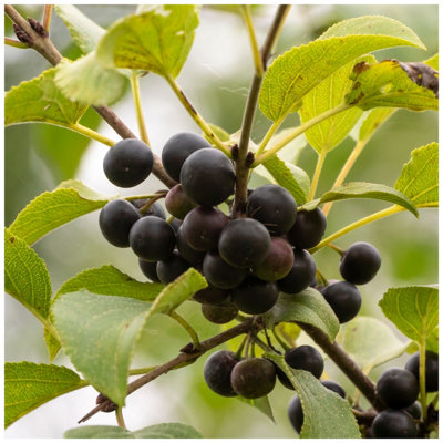 1 Common Buckthorn / Rhamnus Cathartica 40-60cm Tall, Wildlife Hedging ...