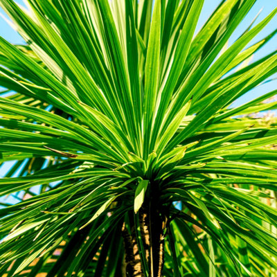 1 Cordyline Australis Plants / Cabbage Palm Trees, 2-3ft Tall in a 2L ...
