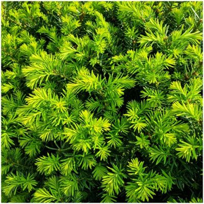 1 English Yew 30-40cm Hedging Plant, 4yr old Evergreen Hedge,Taxus ...