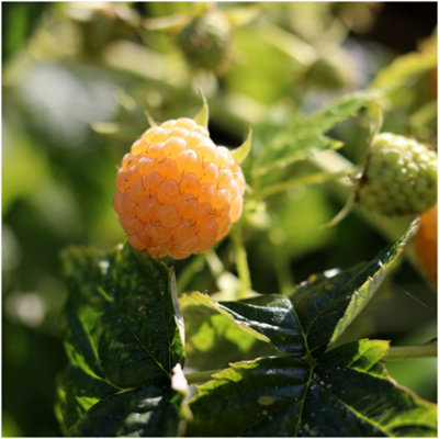 1 'Fallgold' Yellow Raspberry Cane / Rubus Idaeus 'Fallgold', Extremly ...
