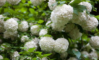 1 Guelder Rose / Viburnum Opulus, 2-3ft Tall in 1L Pot, Flowers ...
