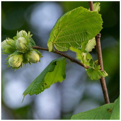 1 Hazel Plant, Flowering Edible Nut Hedge, in a 1L Pot, Wildlife ...