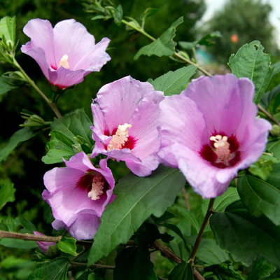 1 HIBISCUS SYRIACUS / ROSE OF SHARON, 2-3FT IN 1L POT, STUNNING KOREAN ROSE