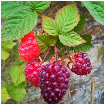 1 Loganberry, Rubus x loganobaccus, Sweet and Large Fruit, 30-40cm Tall ...