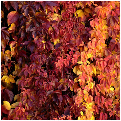 1 Parthenocissus Quinquefolia Plants / American Ivy /Virginia Creeper ...