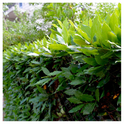 1 Portuguese laurel Evergreen Hedging Prunus Lusitanica 2-3ft Tall In ...