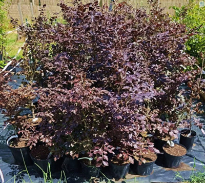 1 Purple Copper Beech Hedge Plants Native Semi- Evergreen Hedging 2-3ft ...