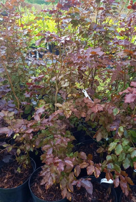 1 Purple Copper Beech Hedge Plants Native Semi- Evergreen Hedging 2-3ft Tall Potted