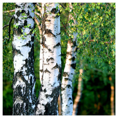 1 Silver Birch 3-4ft Stunning Mature Specimen Tree, Betula Pendula in a ...