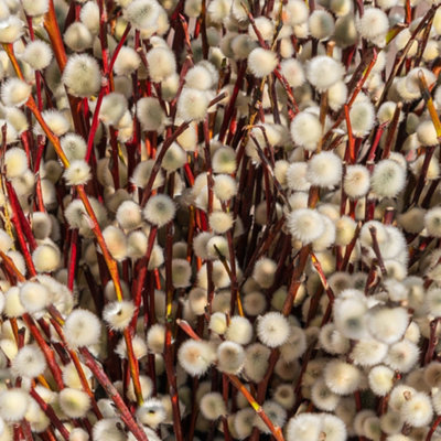 1 Violet Willow Tree / Salix Daphnoides 2-3ft.Stunning Colour.Grows 8ft ...