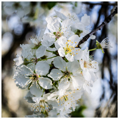 1 Wild Cherry Tree 3-4ft Stunning Blossom, Edible Cherries & Wild Bird ...